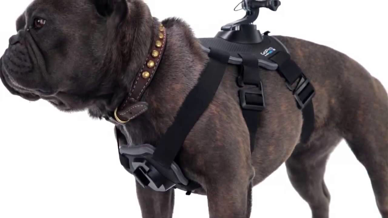 GoPro Fetch (Dog Harness). EXTREME bicikla shop u Splitu